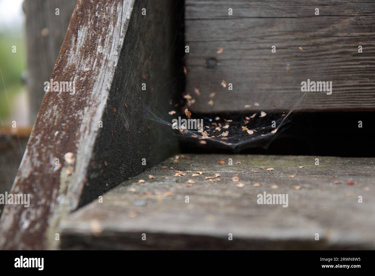 Household spiders hi-res stock photography and images - Alamy
