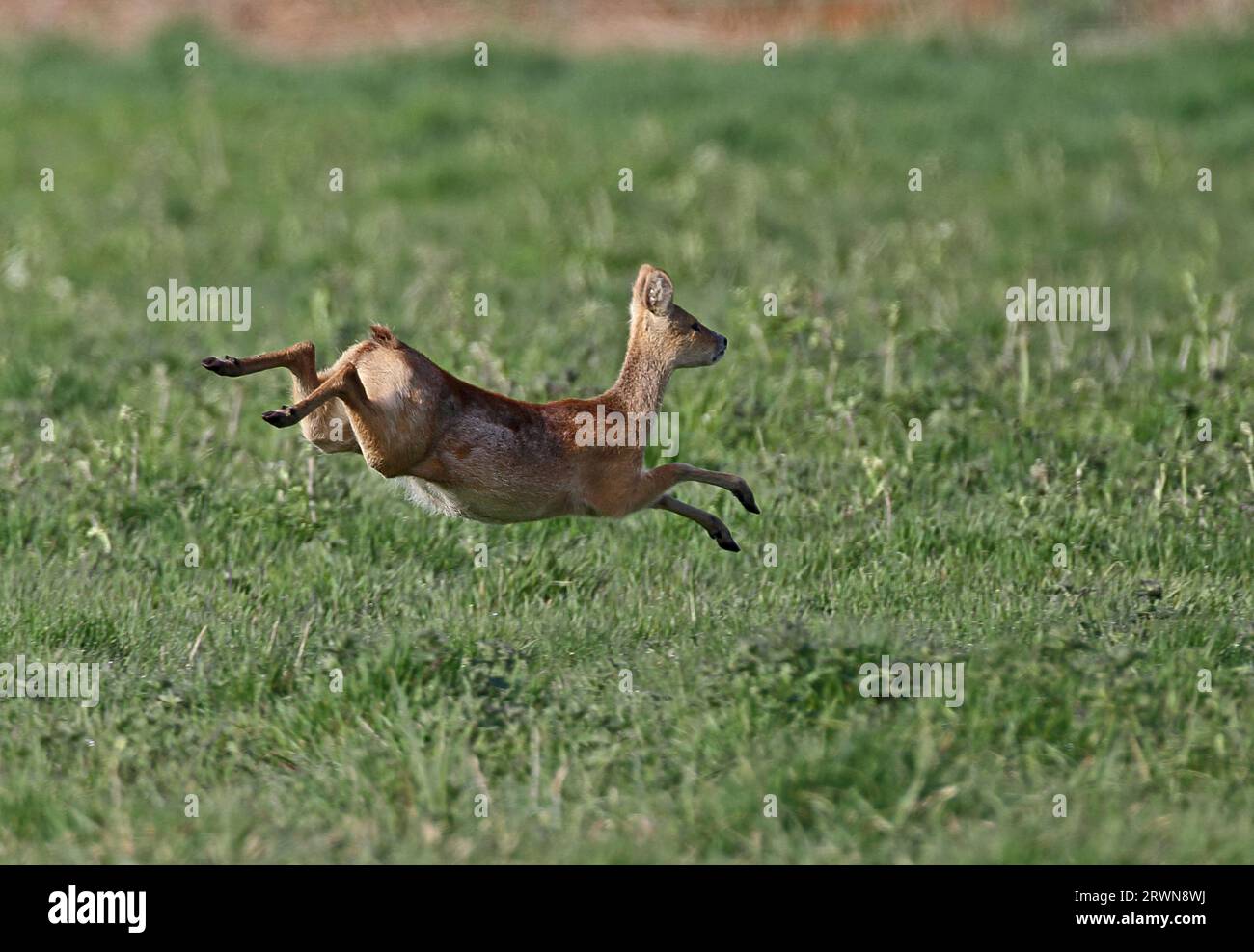 Chinese Water Deer (Hydropotes inermis) adult male leaping Eccles-on ...