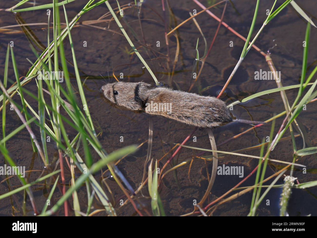 Field Vole (Microtus agrestis) adult swimming in shallow water Eccles ...