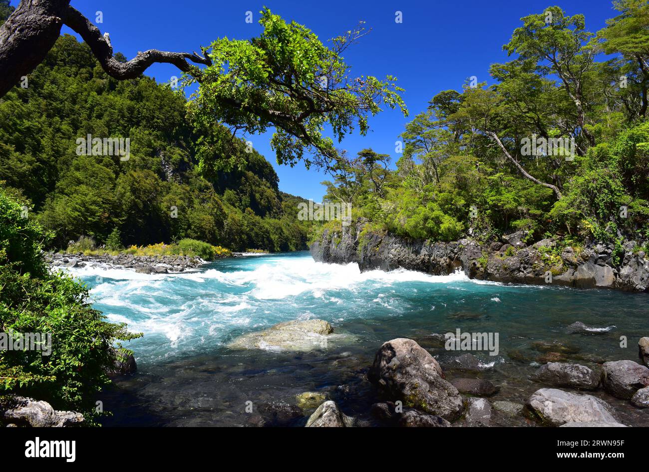 Bosque templado hi-res stock photography and images - Alamy