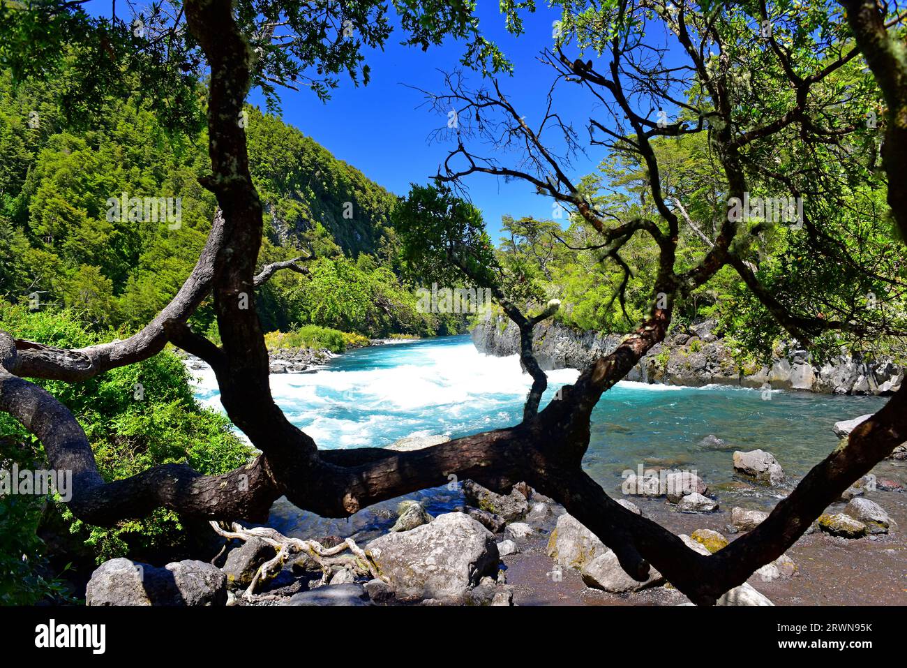 Bosque templado hi-res stock photography and images - Alamy