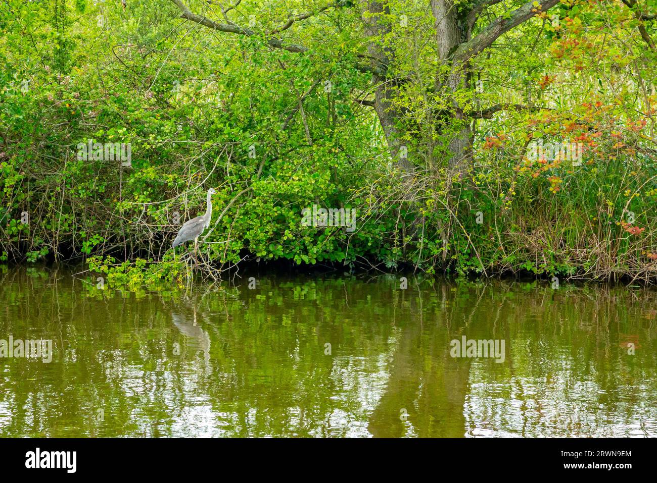 Heron, a long-legged, long-necked bird in the family Ardeidae ...