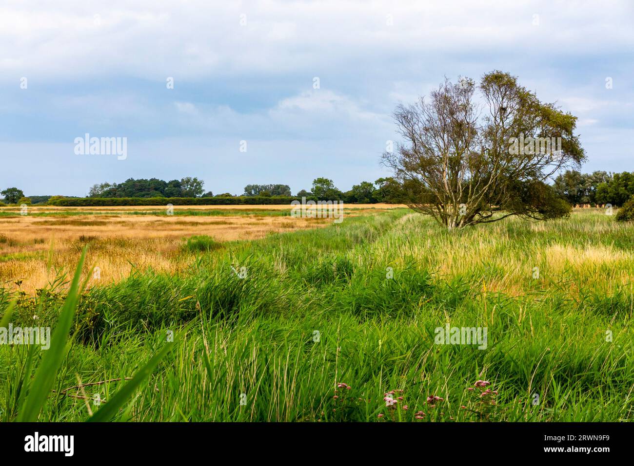 Typical flat countryside with tree near Horsey in the Norfolk Broads ...