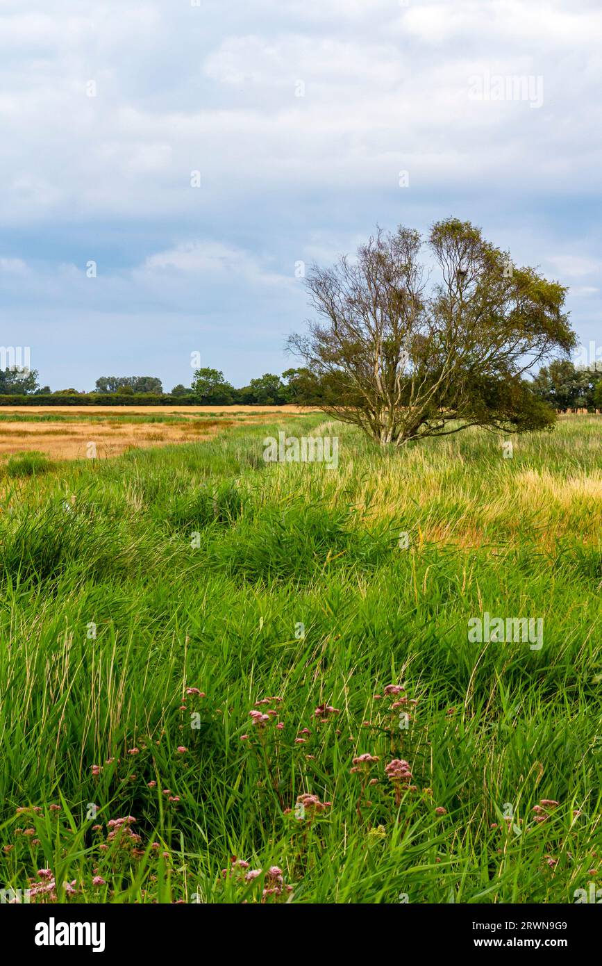 Typical flat countryside with tree near Horsey in the Norfolk Broads ...