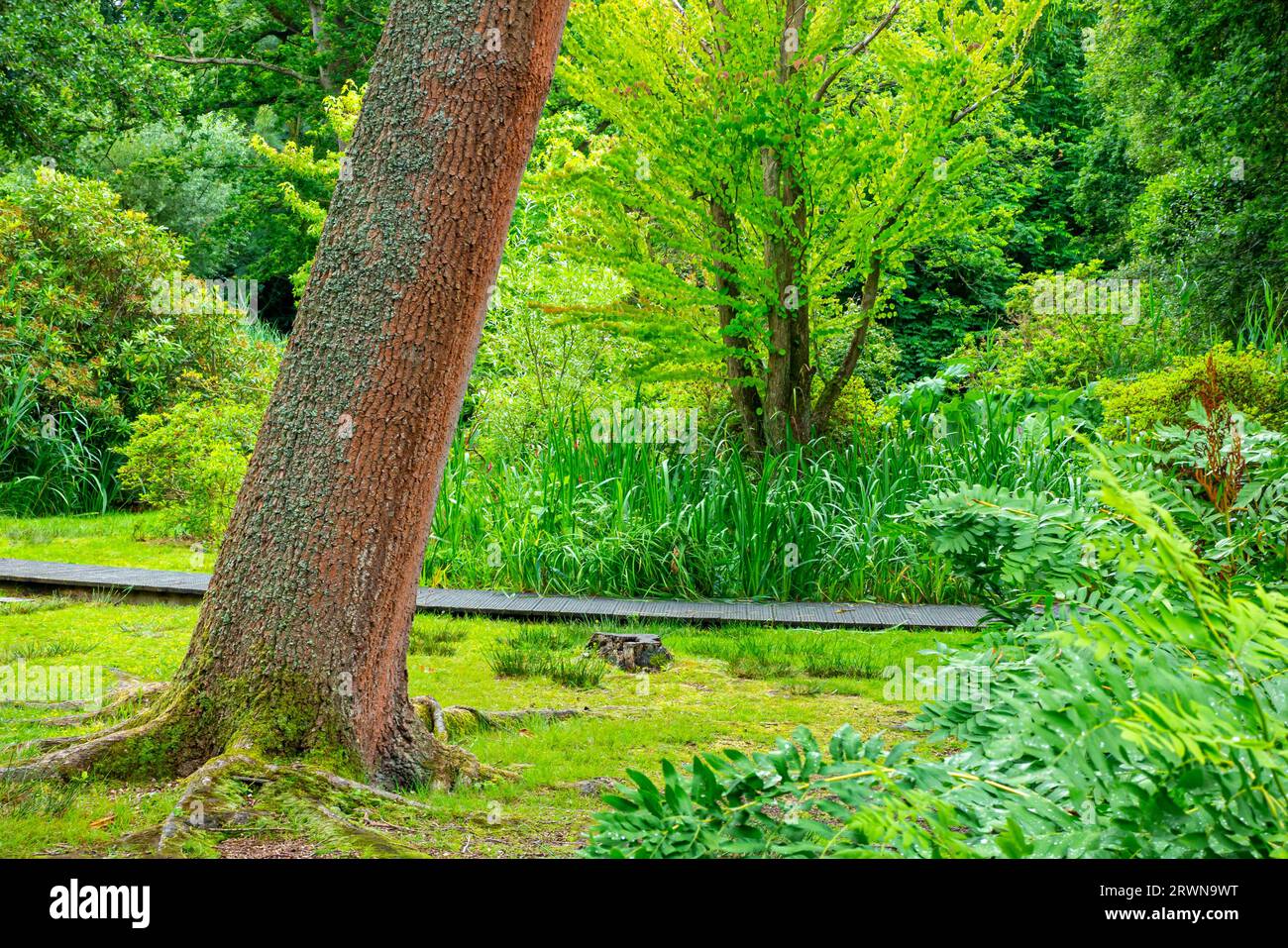 Woodland plants growing at How Hill Secret Gardens at Ludham in the ...