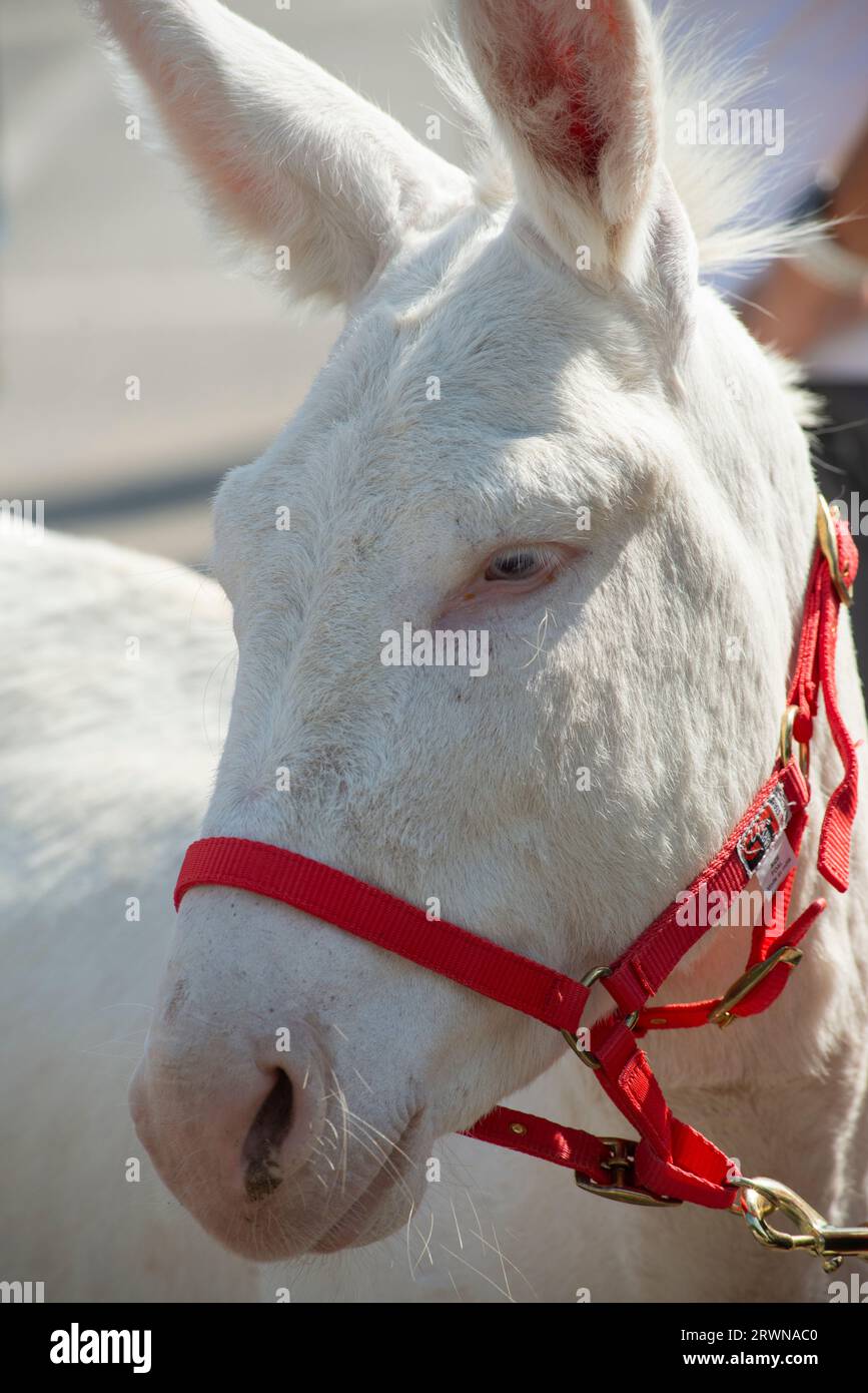 Italy, Lombardy, White Donky Stock Photo - Alamy
