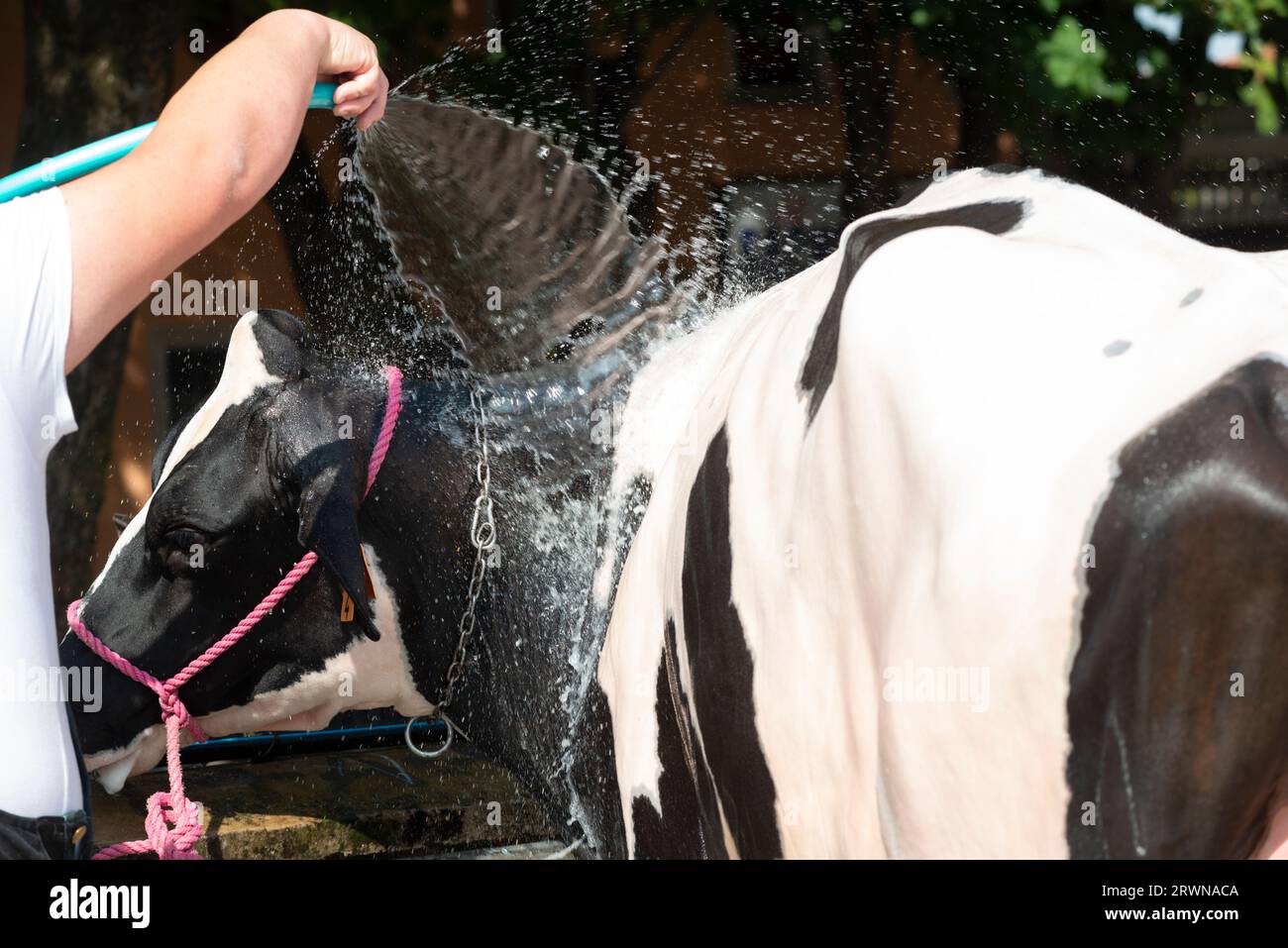 Italy, Lombardy, Cattle Being Washed and Prepared for Judging at ...