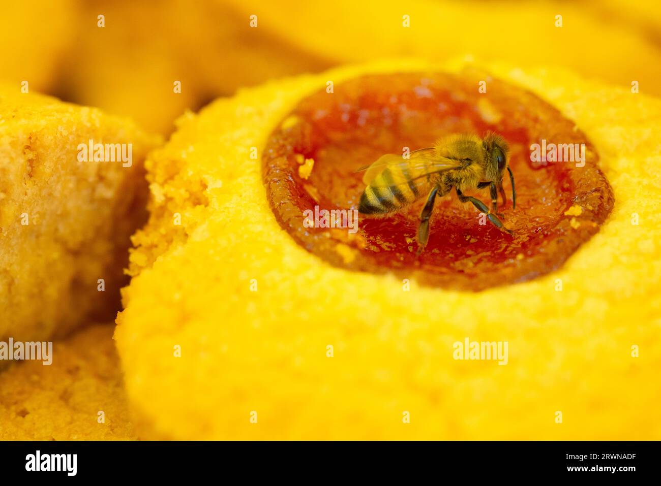 Animal eating breakfast hi-res stock photography and images - Alamy