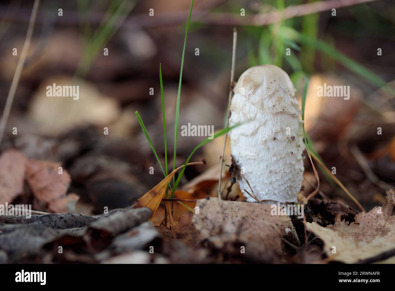 Autumn mashroom hi-res stock photography and images - Alamy