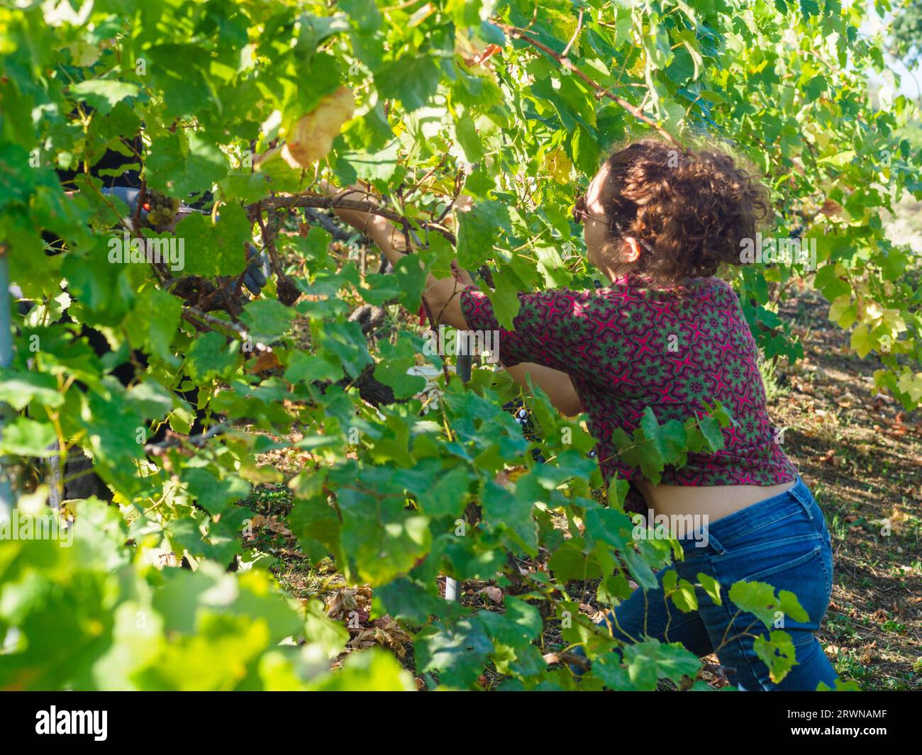 Long picking period hi-res stock photography and images - Alamy