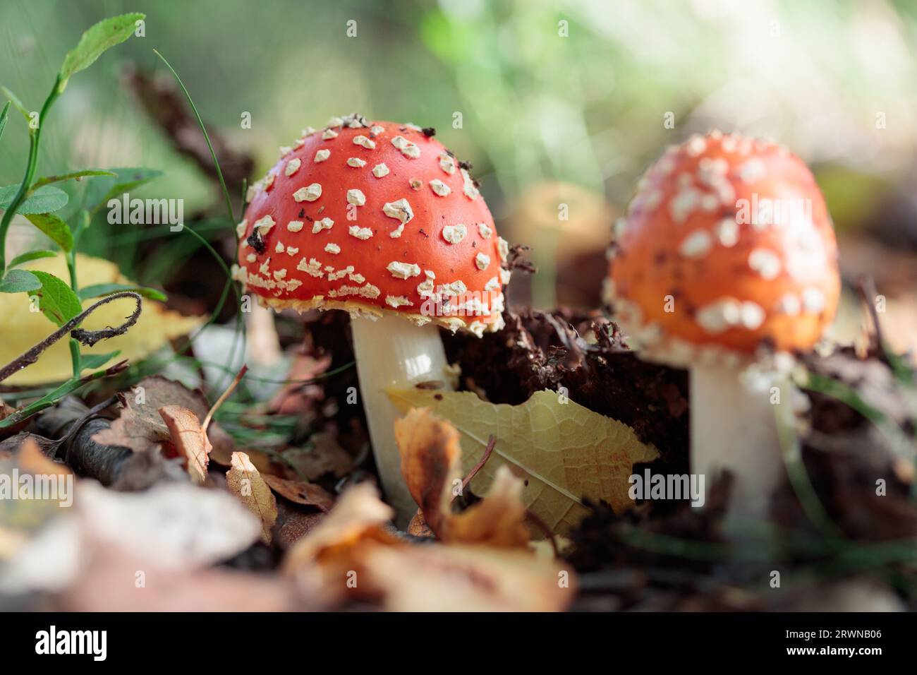 Non-edible mashroom, fresh fly agaic in a autumn grass horizontal Stock ...