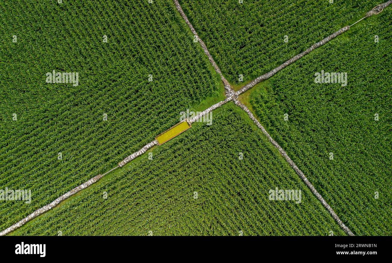 Aerial view of a corn field Stock Photo - Alamy