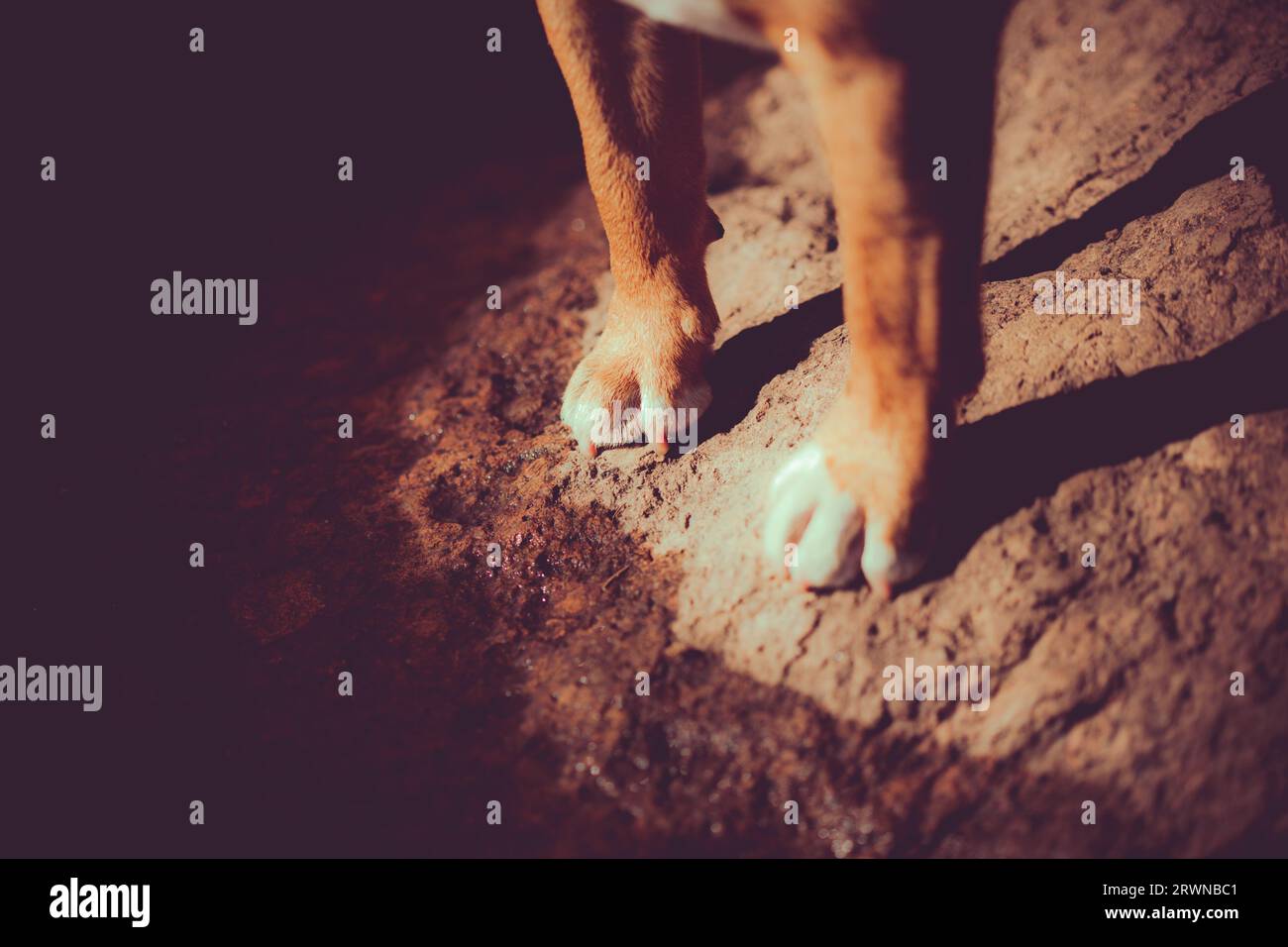 The photo shows the paws of a ginger dog standing on a rock by the calm ...