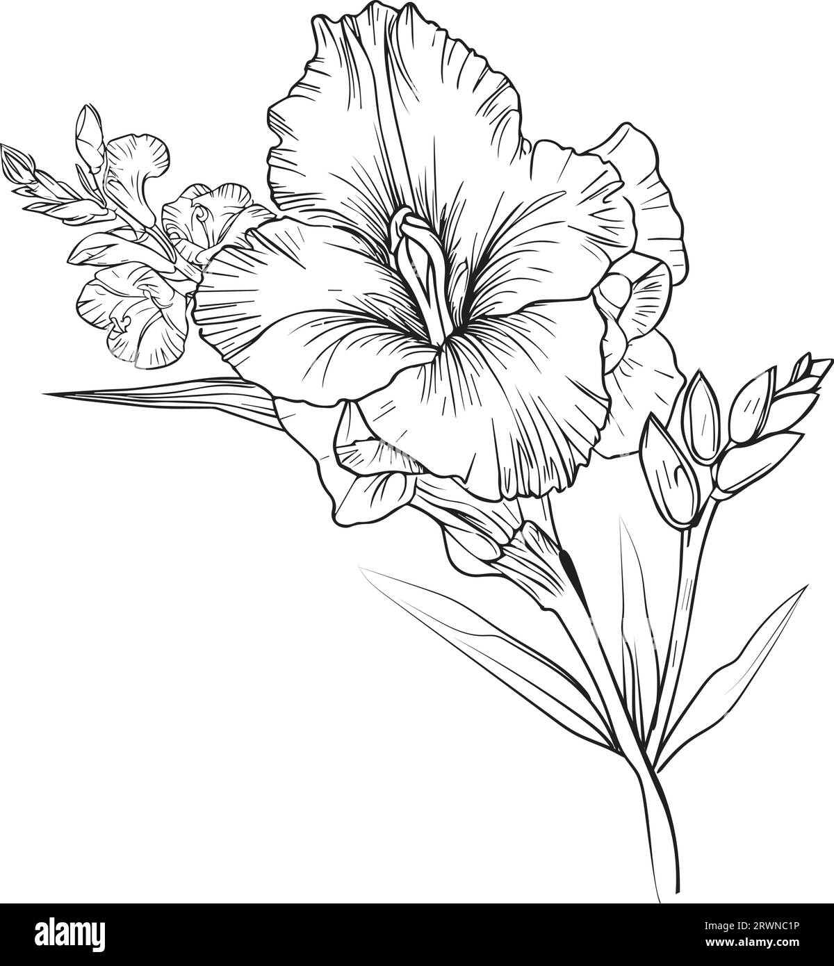 Gladiolus Pencil Drawing