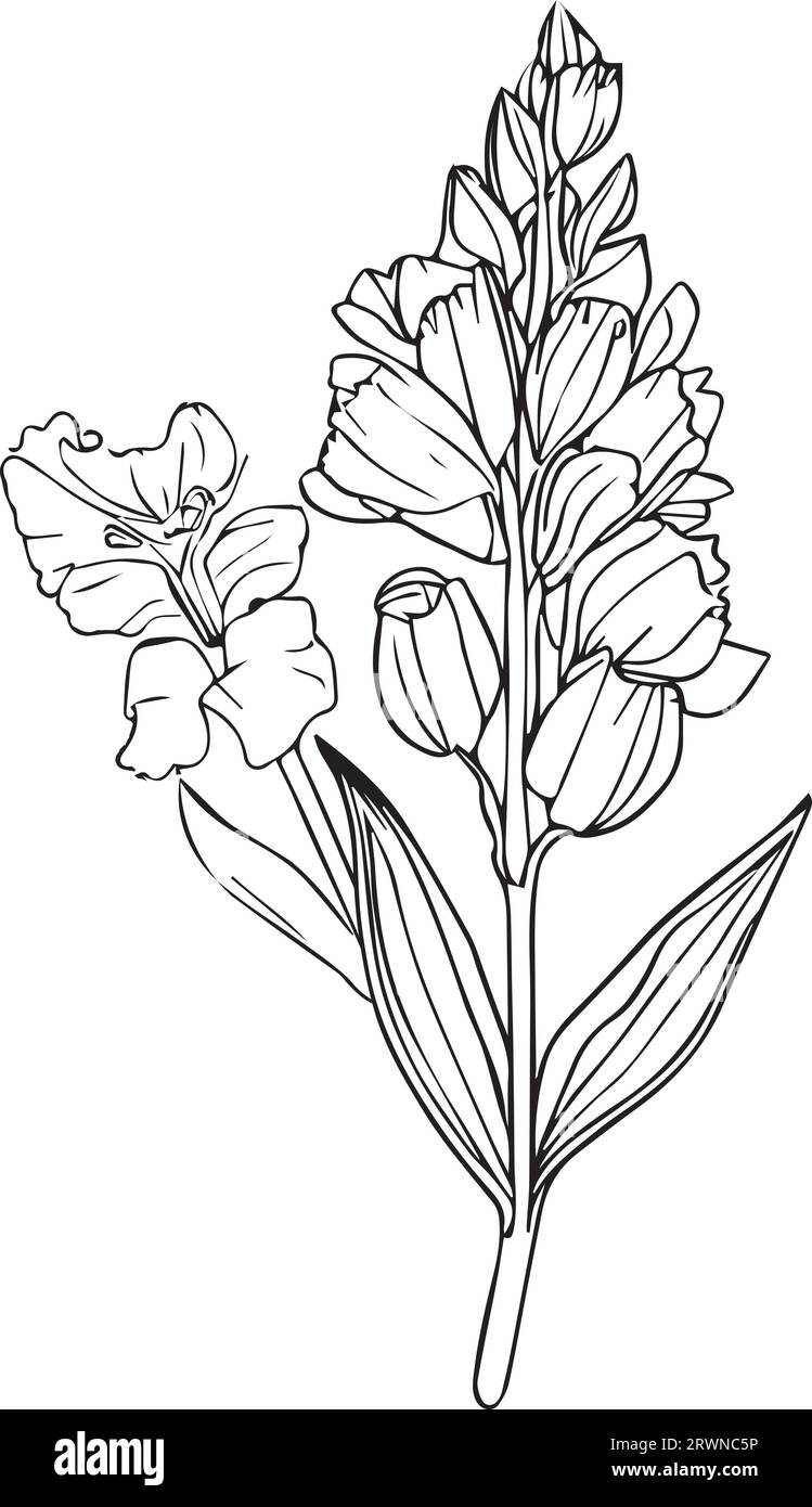 Gladiolus Pencil Drawing