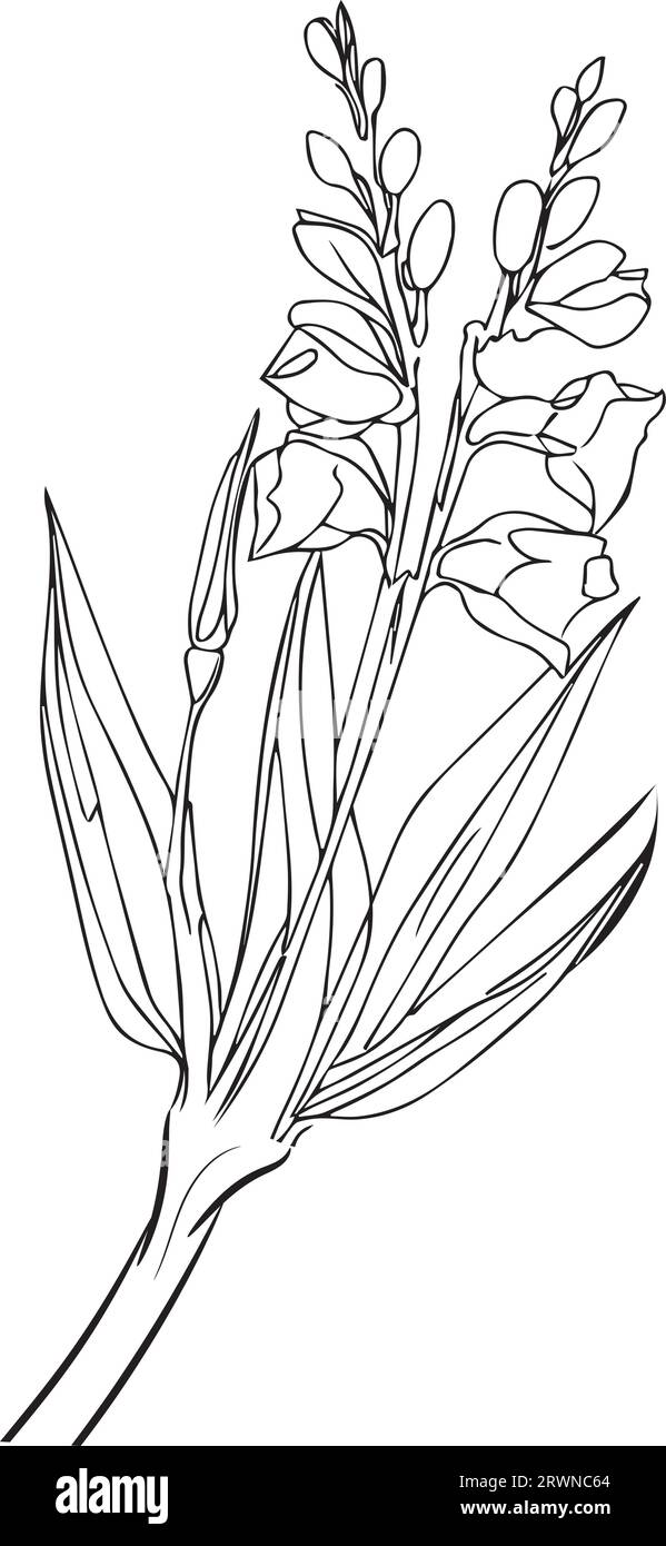 August birth flower drawings hi-res stock photography and images - Alamy