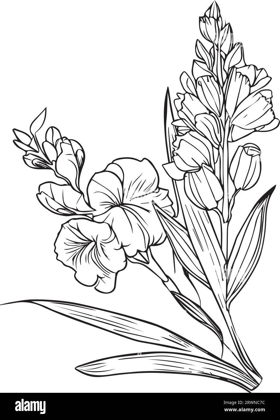 Gladiolus Drawing Tattoo