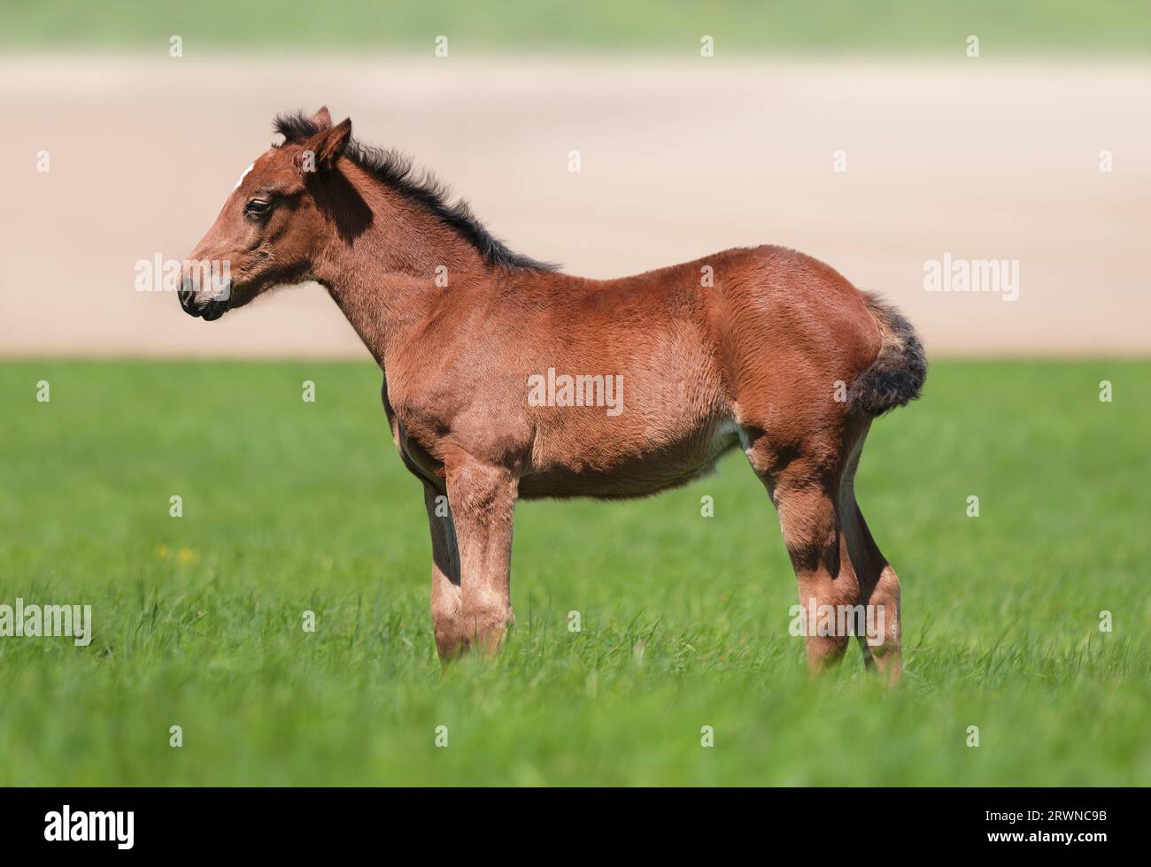 Beautiful foal is stand in the green grass. Pasture on a sunny summer ...