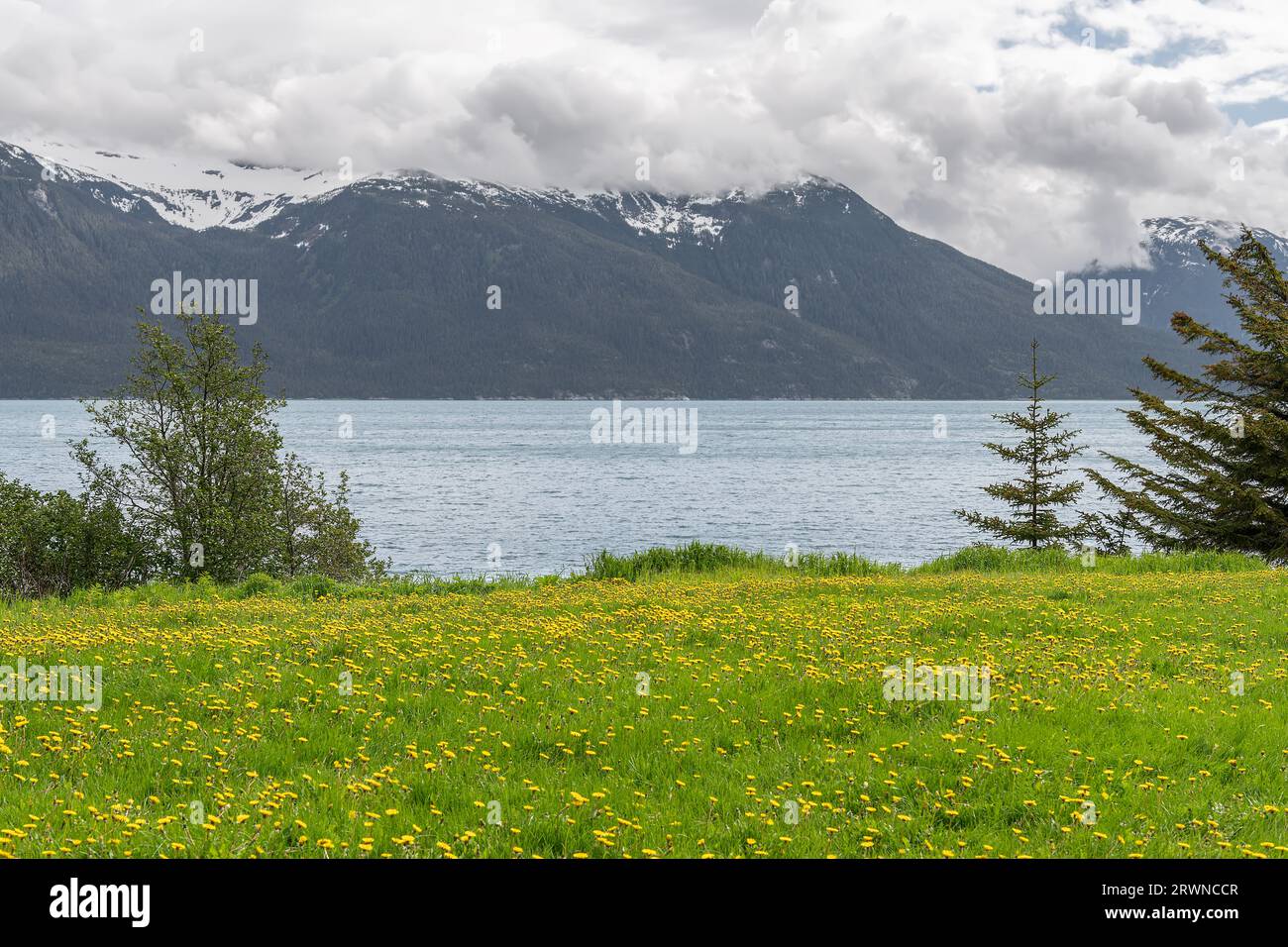 Meadow of dandelions flowering at Kelgaya Point in Chilkat State Park ...