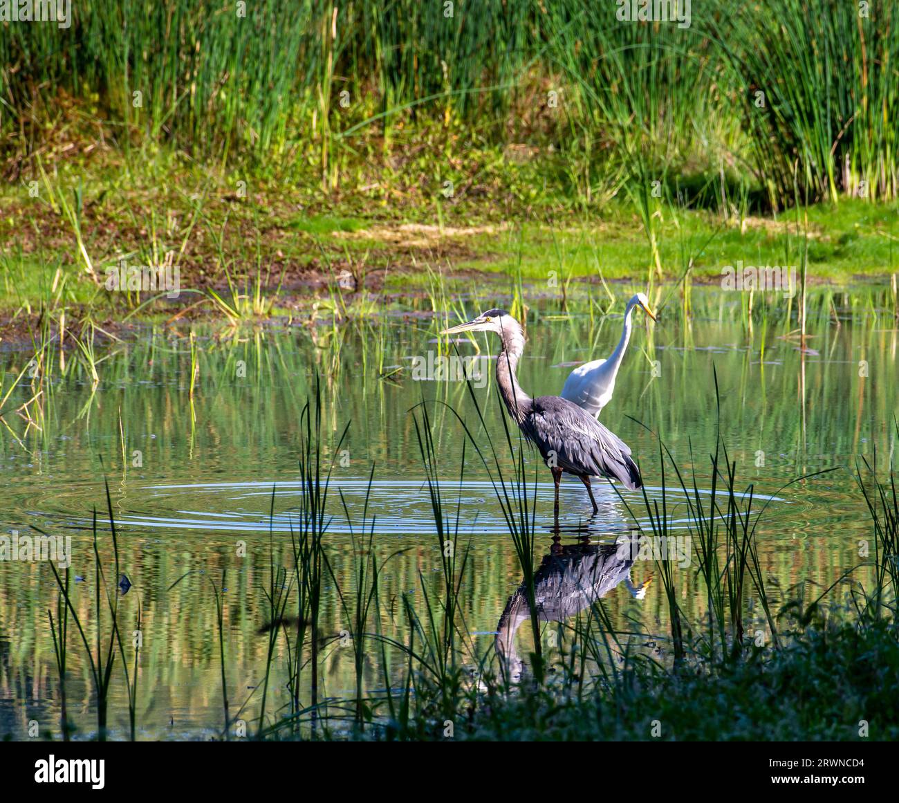 Huron natural forest michigan hi-res stock photography and images - Alamy