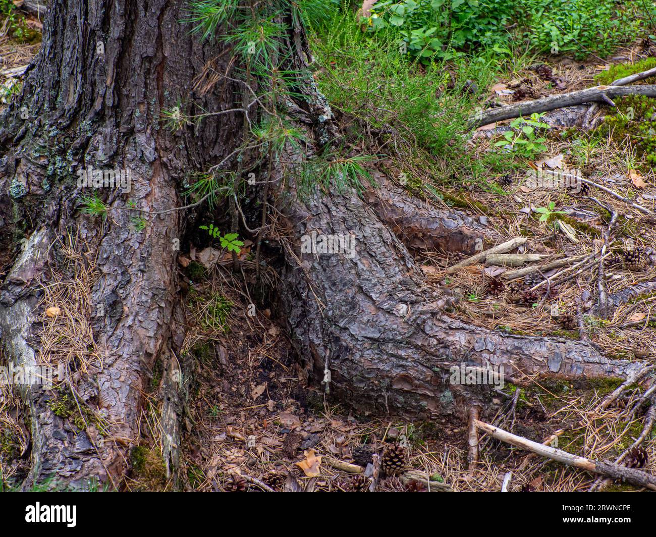 Above ground root system hi-res stock photography and images - Alamy