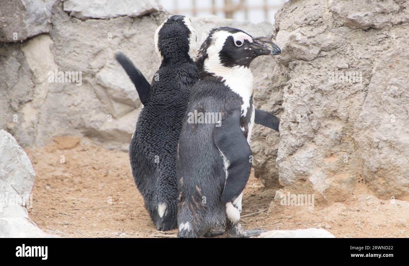 Penguins in spain hi-res stock photography and images - Alamy