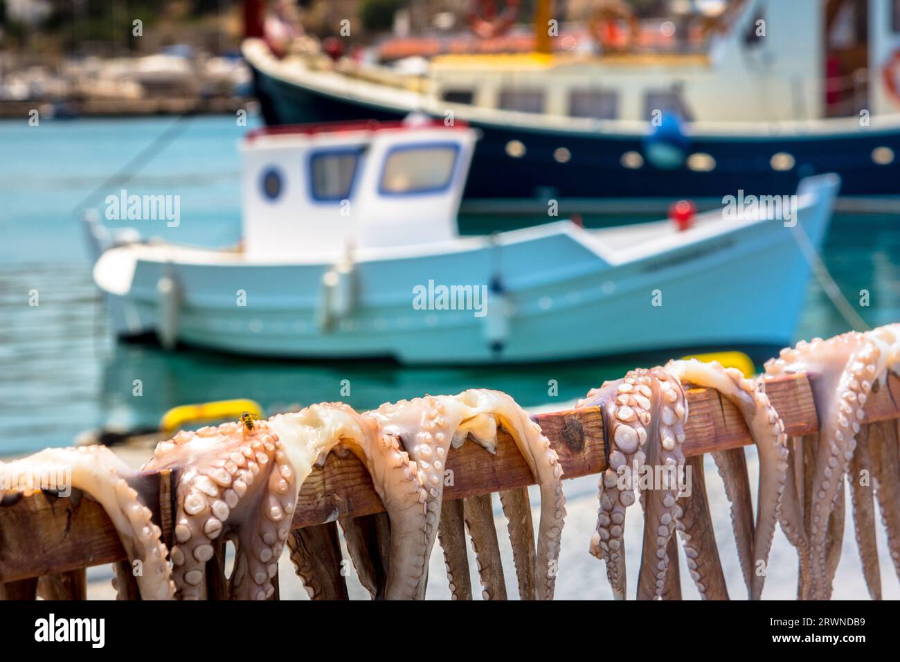 Traditional greek sea food, octopus, drying in the sun, Lipsi island ...
