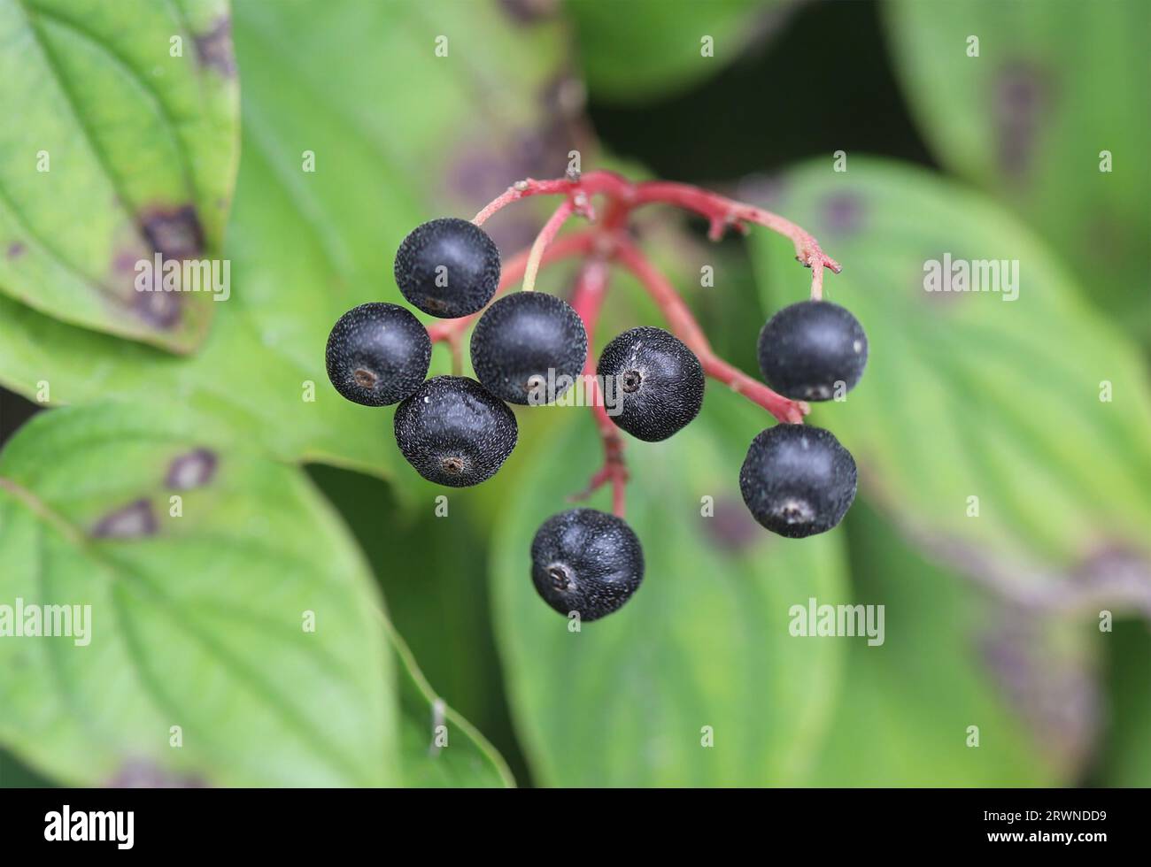 DOGWOOD Cornus sanguinea berries Photo: Tony Gale Stock Photo - Alamy