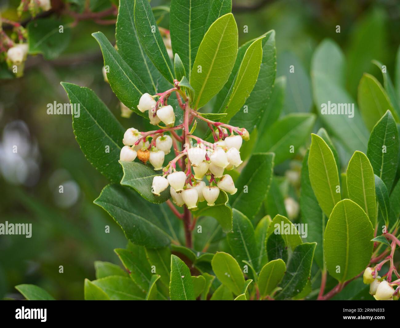 Flowers of the strawberry tree, Arbutus unedo Stock Photo - Alamy