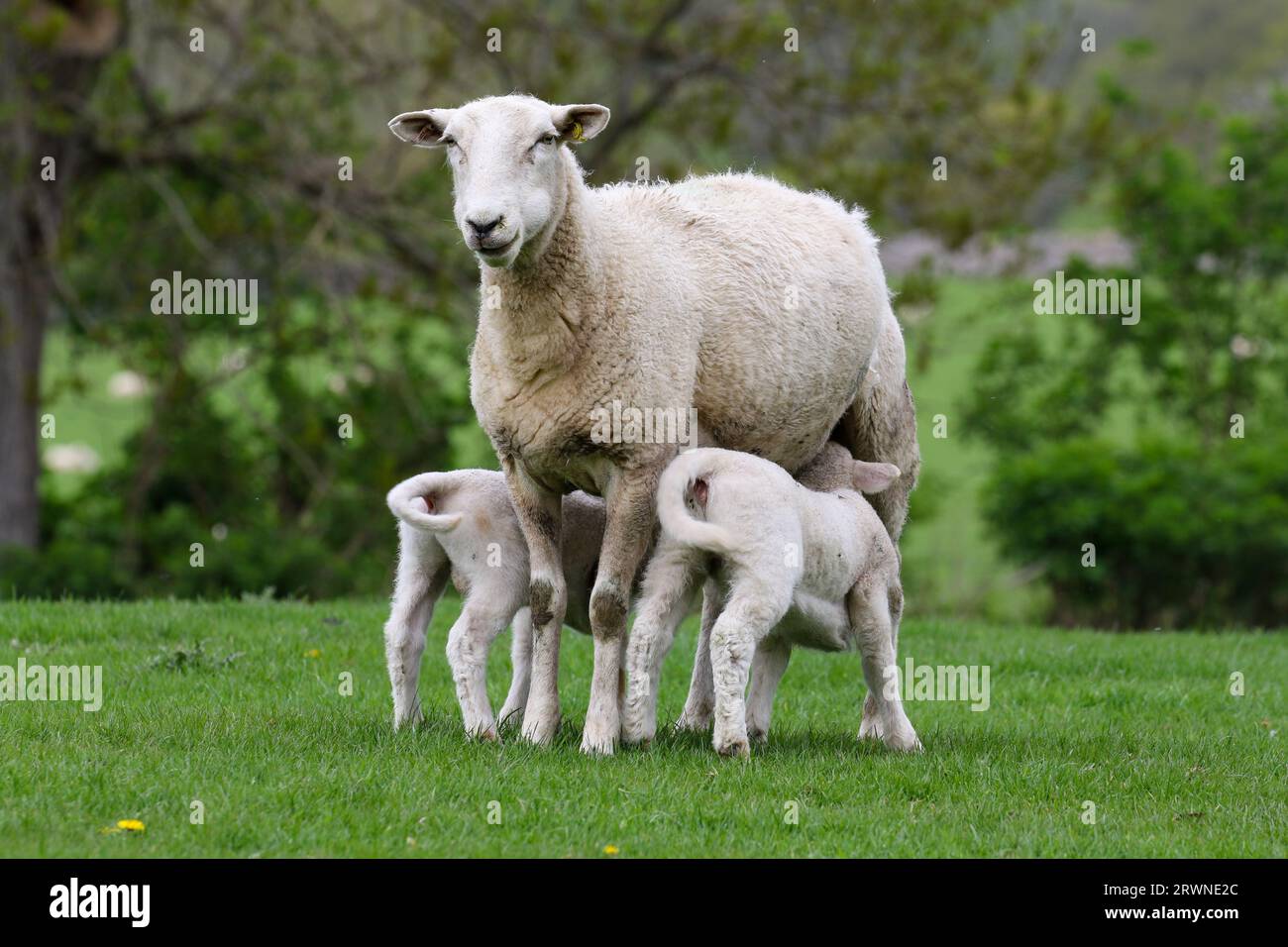 Spring lambs suckling from mother ewe, Wales, United Kingdom Stock ...