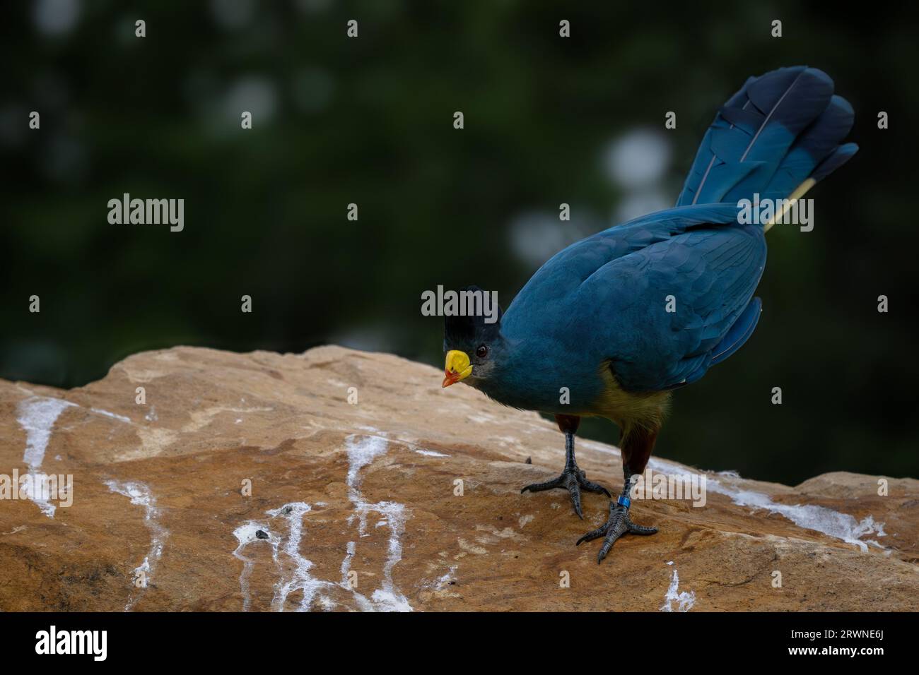 Great Blue Turaco - Corythaeola cristata, beautiful large colored bird ...