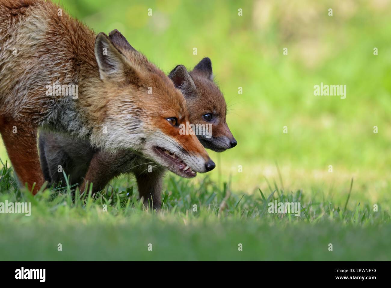 Red fox cubs Stock Photo - Alamy