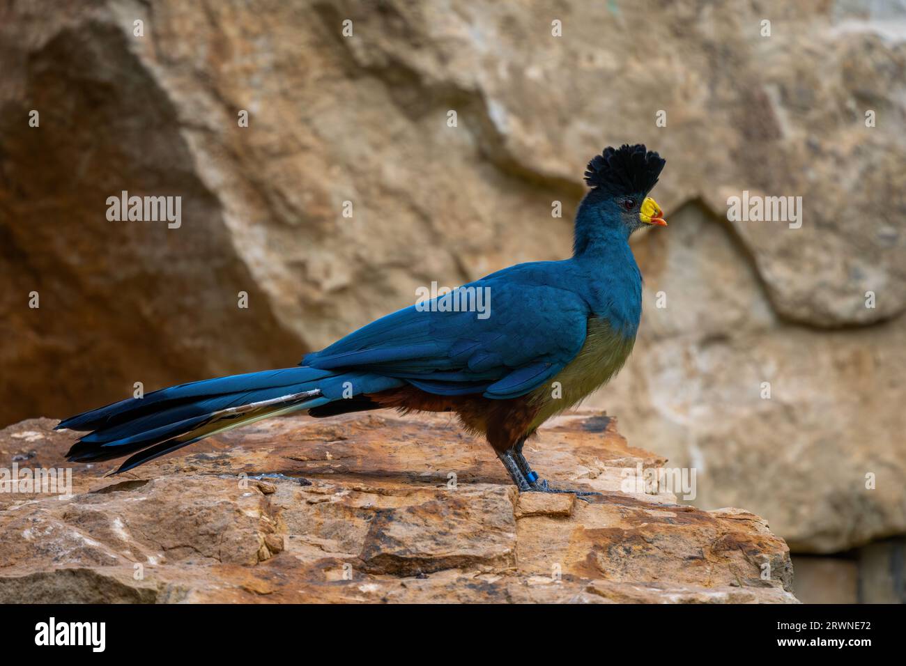 Great Blue Turaco - Corythaeola cristata, beautiful large colored bird ...