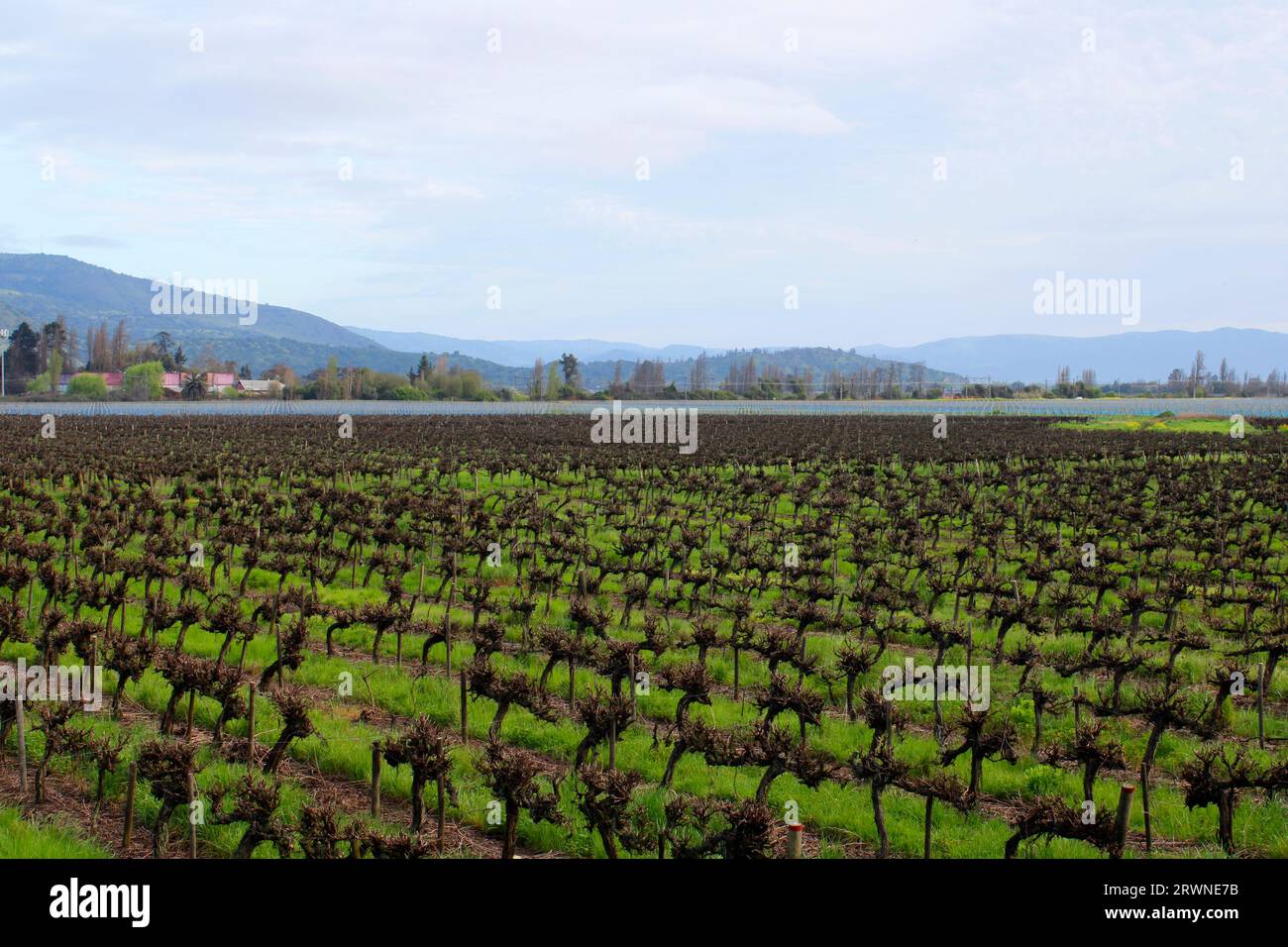 Maule vineyard hi-res stock photography and images - Alamy