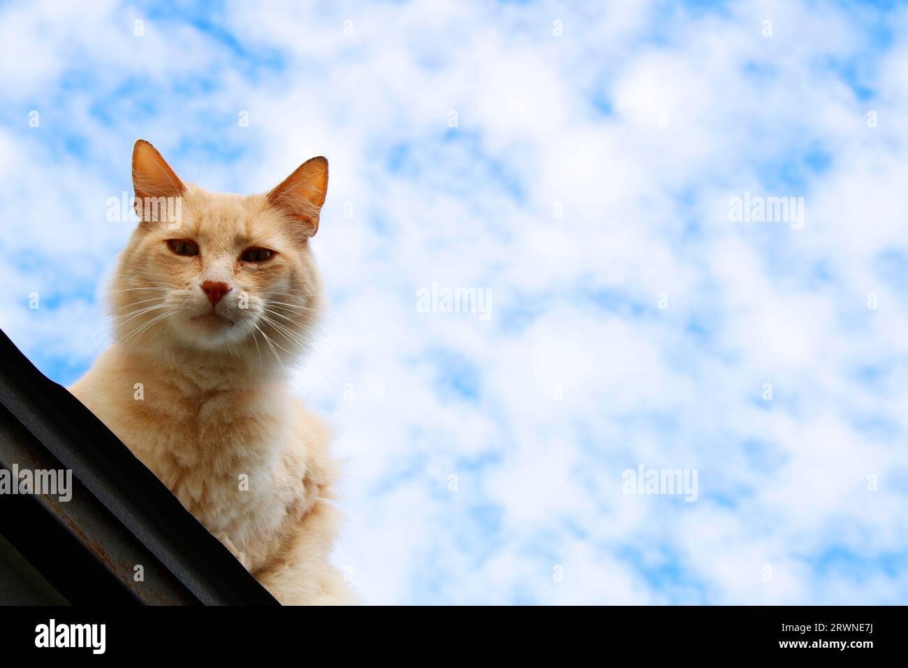 Yellow stray cat on roof with sky background Stock Photo - Alamy