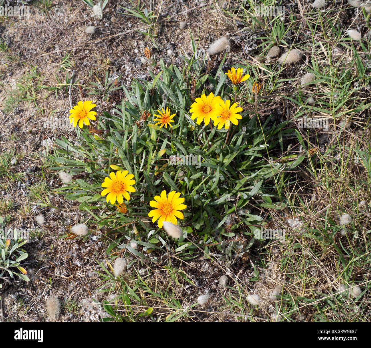 Gazania silver leaf growing by the coastal path Batz sur Mer Stock ...