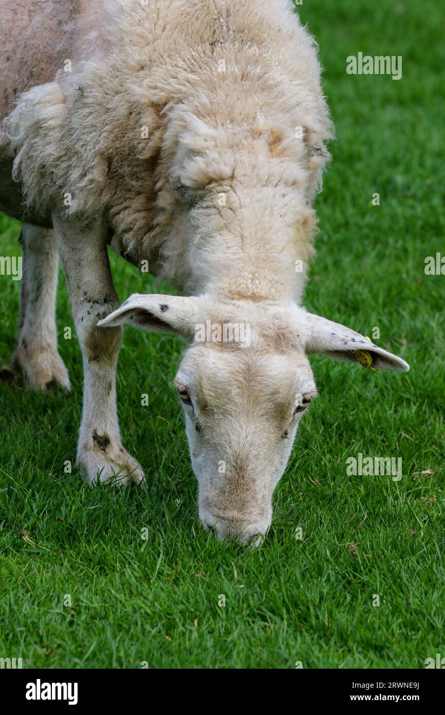 Sheep grazing habitat hi-res stock photography and images - Alamy