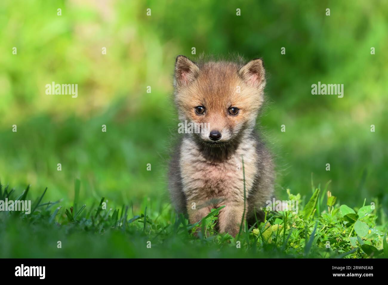 Red fox cubs Stock Photo - Alamy