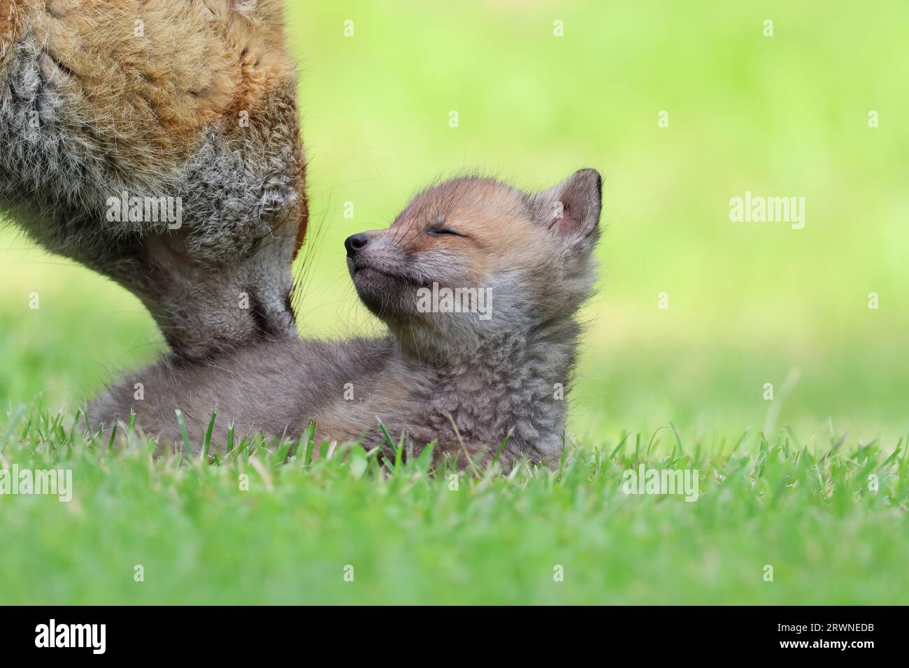Red fox cubs Stock Photo - Alamy