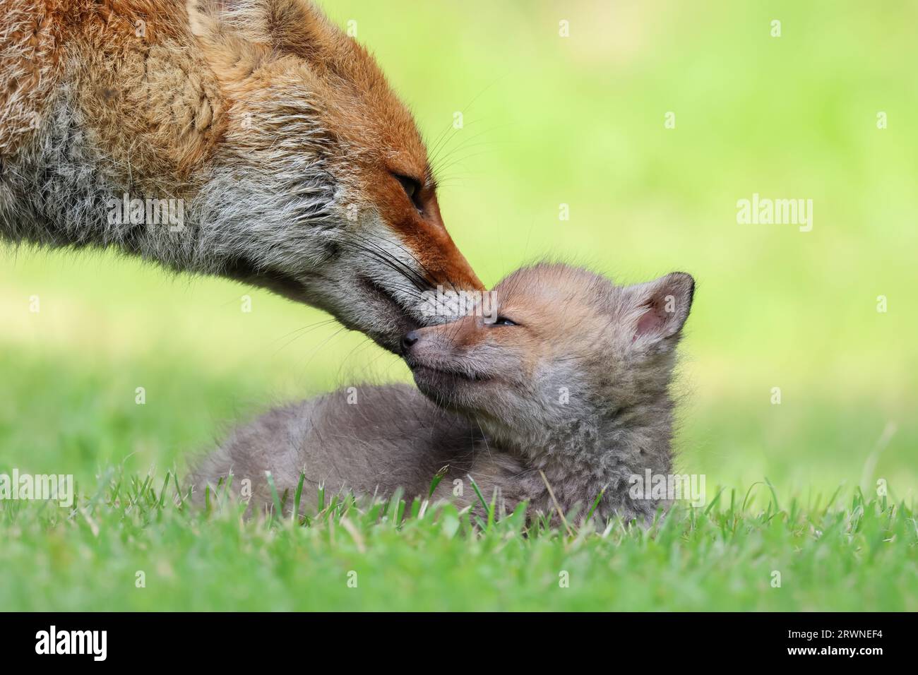 Red fox cubs Stock Photo - Alamy