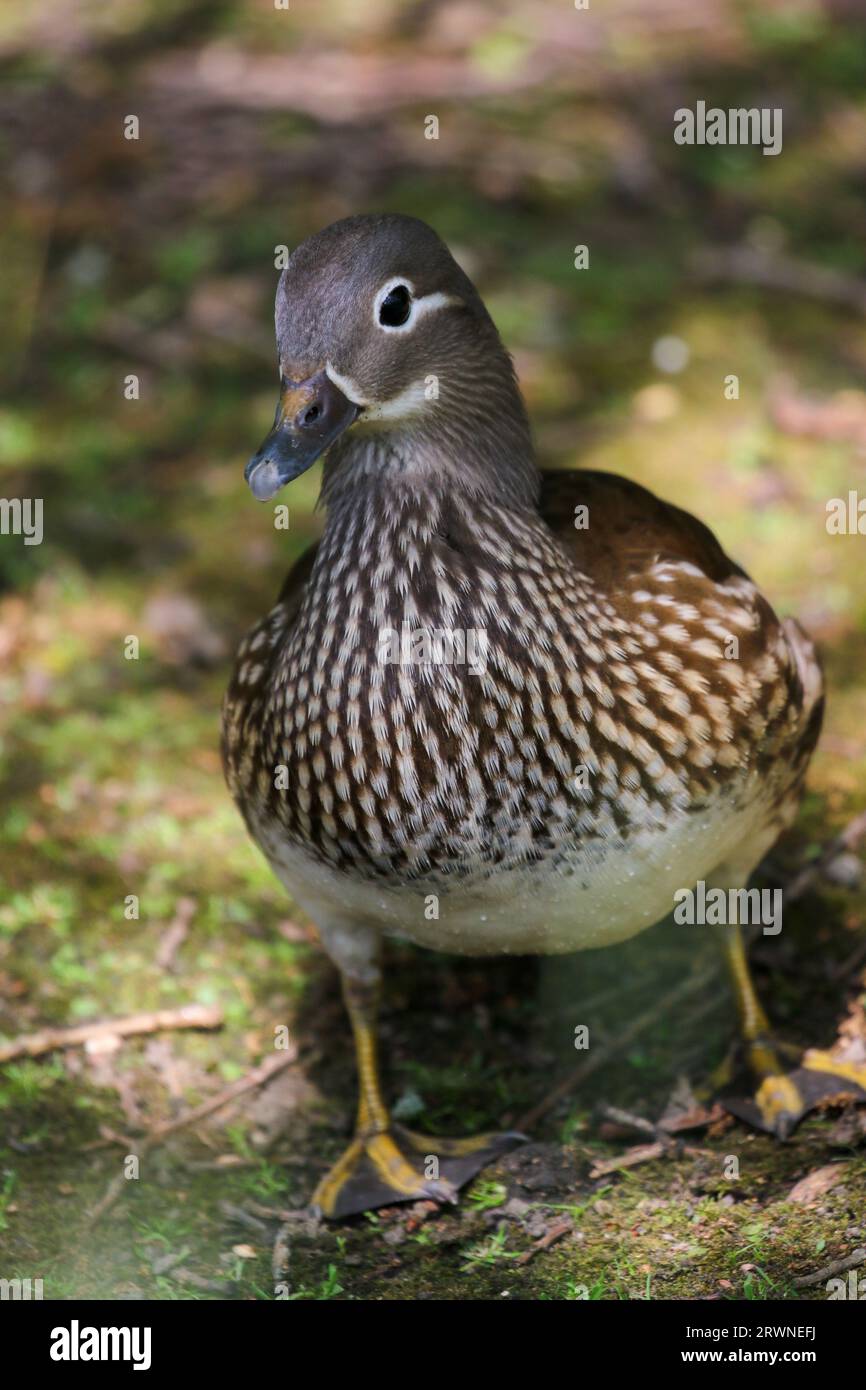 Female Mandarin Duck (Aix galericulata), United Kingdom Stock Photo - Alamy