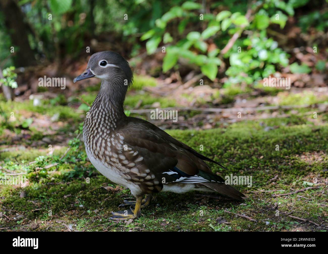 Female Mandarin Duck (Aix galericulata), United Kingdom Stock Photo - Alamy