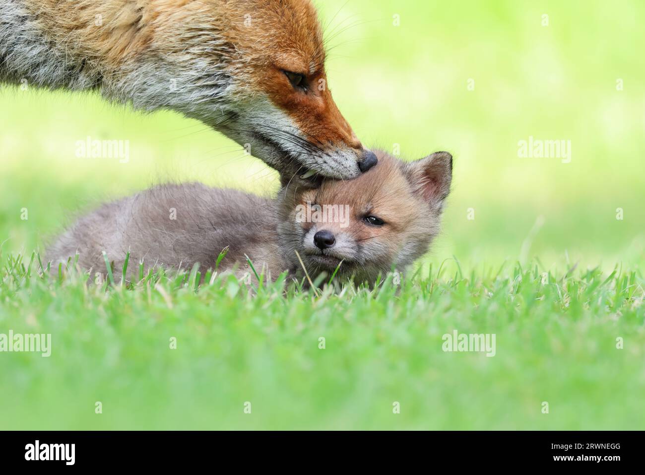 Red fox cubs Stock Photo - Alamy
