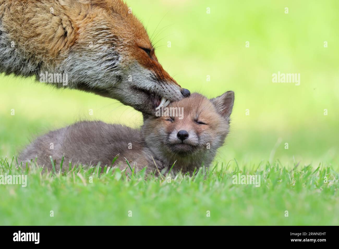 Red fox cubs Stock Photo - Alamy