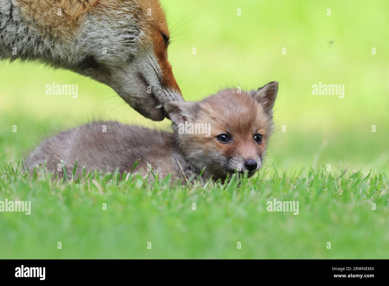 Red fox cubs Stock Photo - Alamy