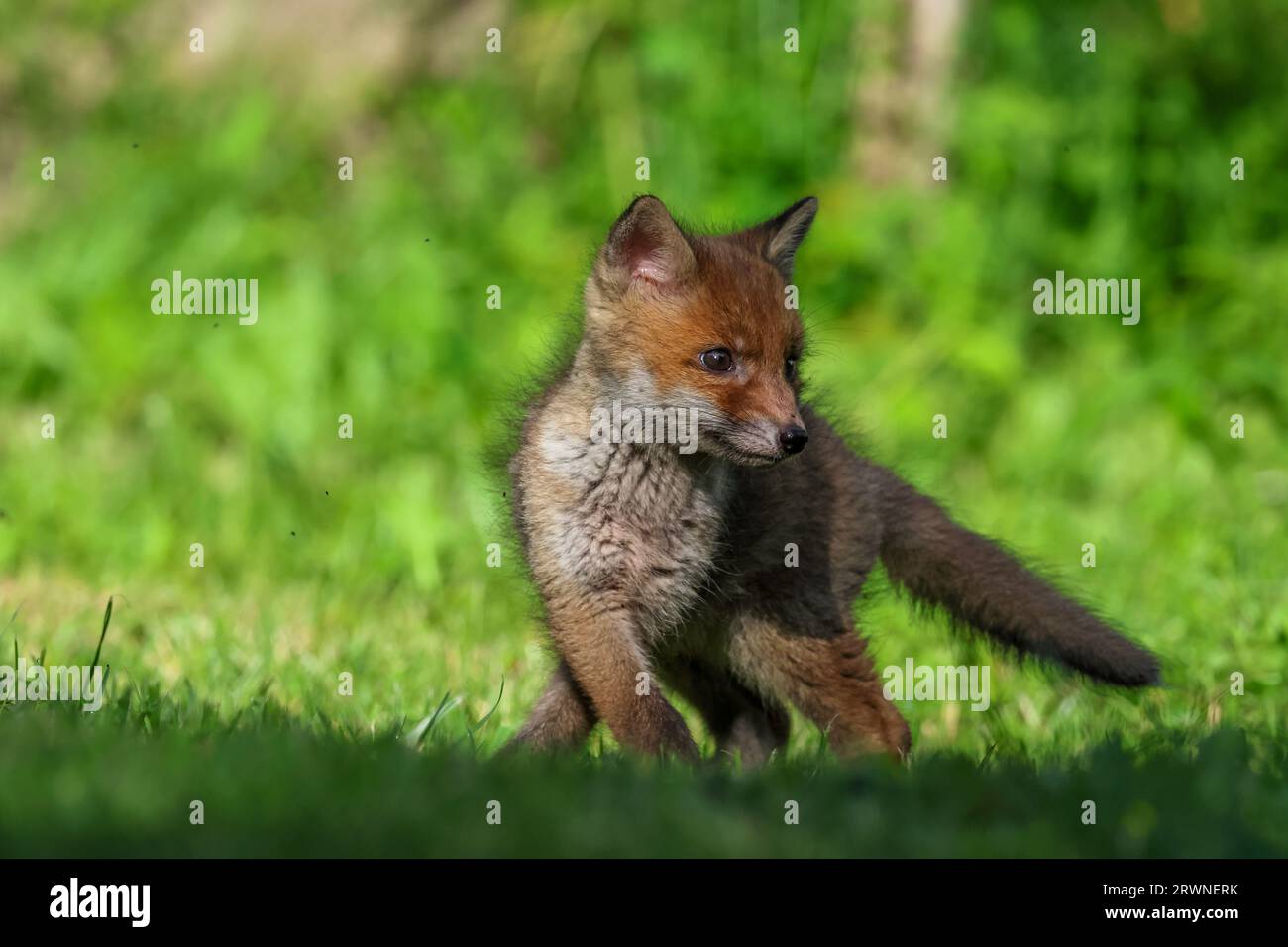 Red fox cubs Stock Photo - Alamy