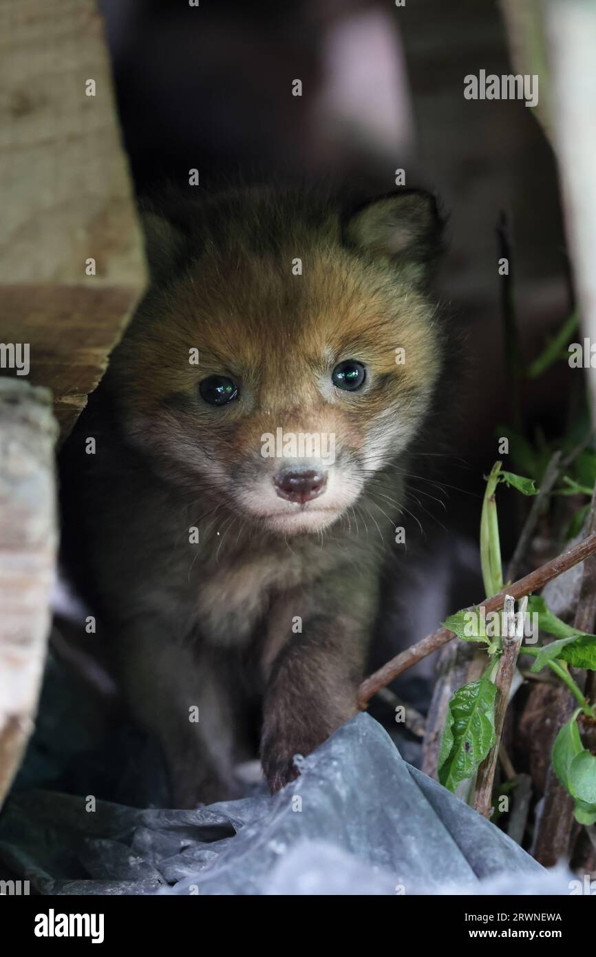 Red fox cubs Stock Photo - Alamy