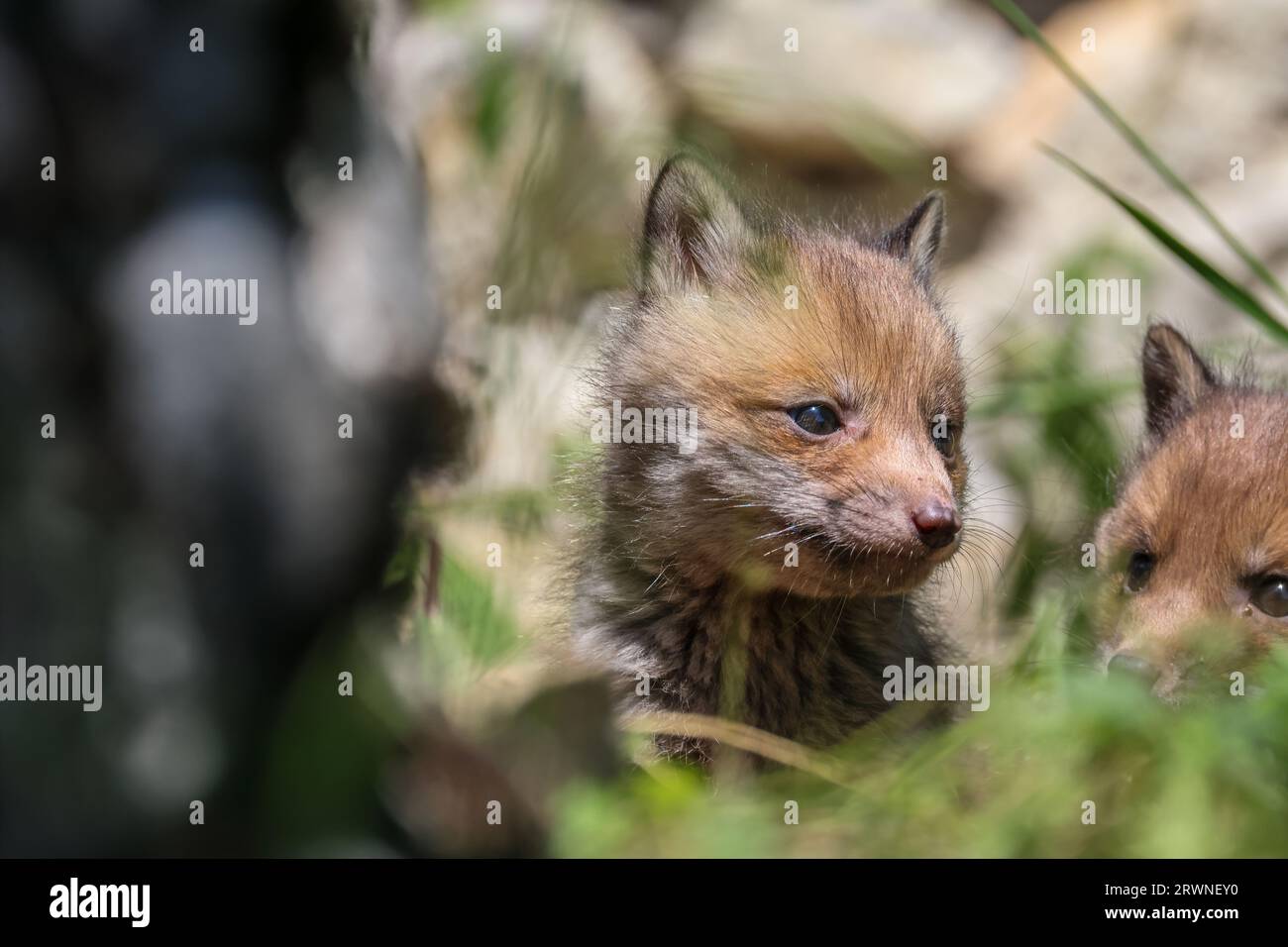 Red fox cubs Stock Photo - Alamy