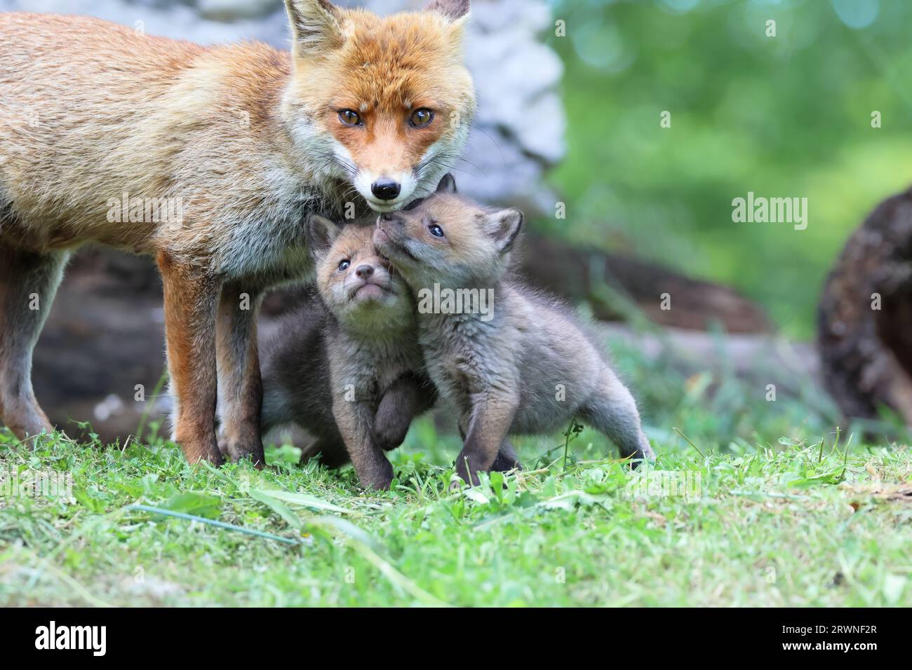 Red fox cubs Stock Photo - Alamy