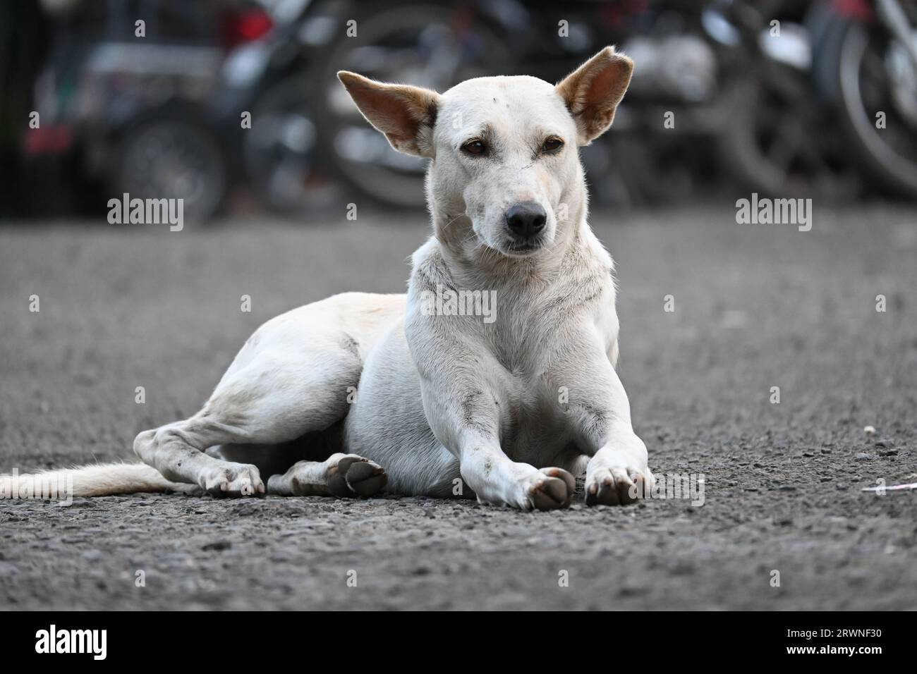Indian street dogs hi-res stock photography and images - Alamy
